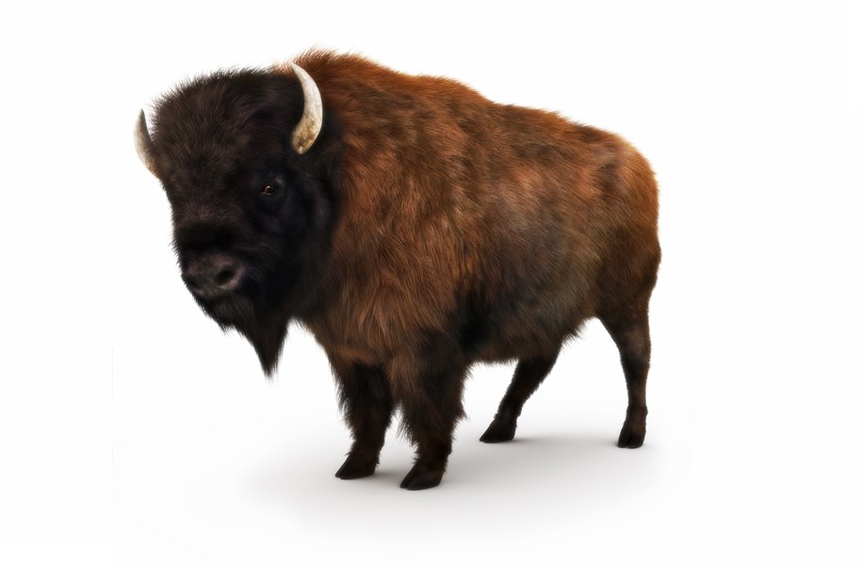 Animals of the Ice Age – Ice Age Worcestershire